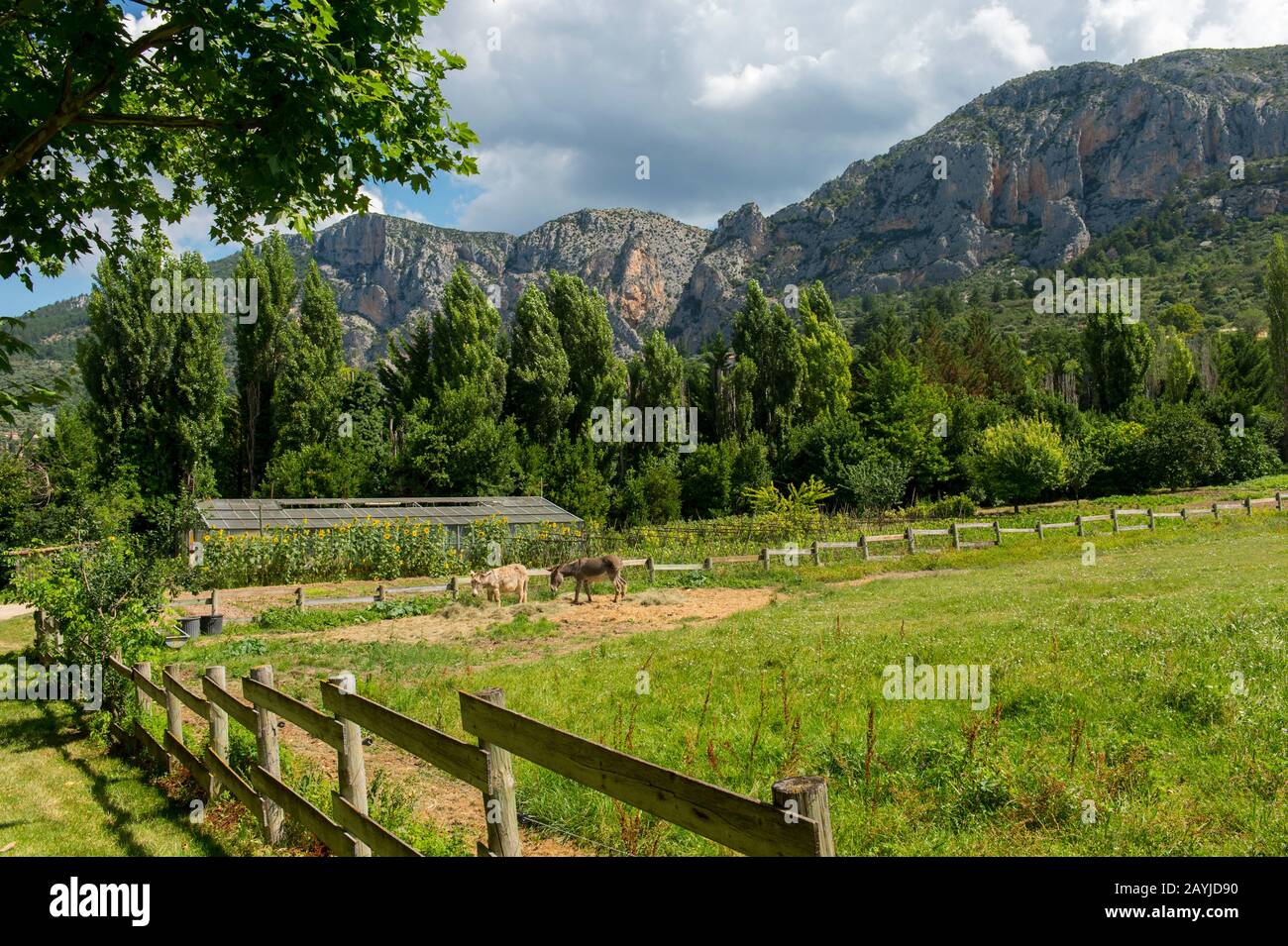 Provence donkeys hi-res stock photography and images - Alamy