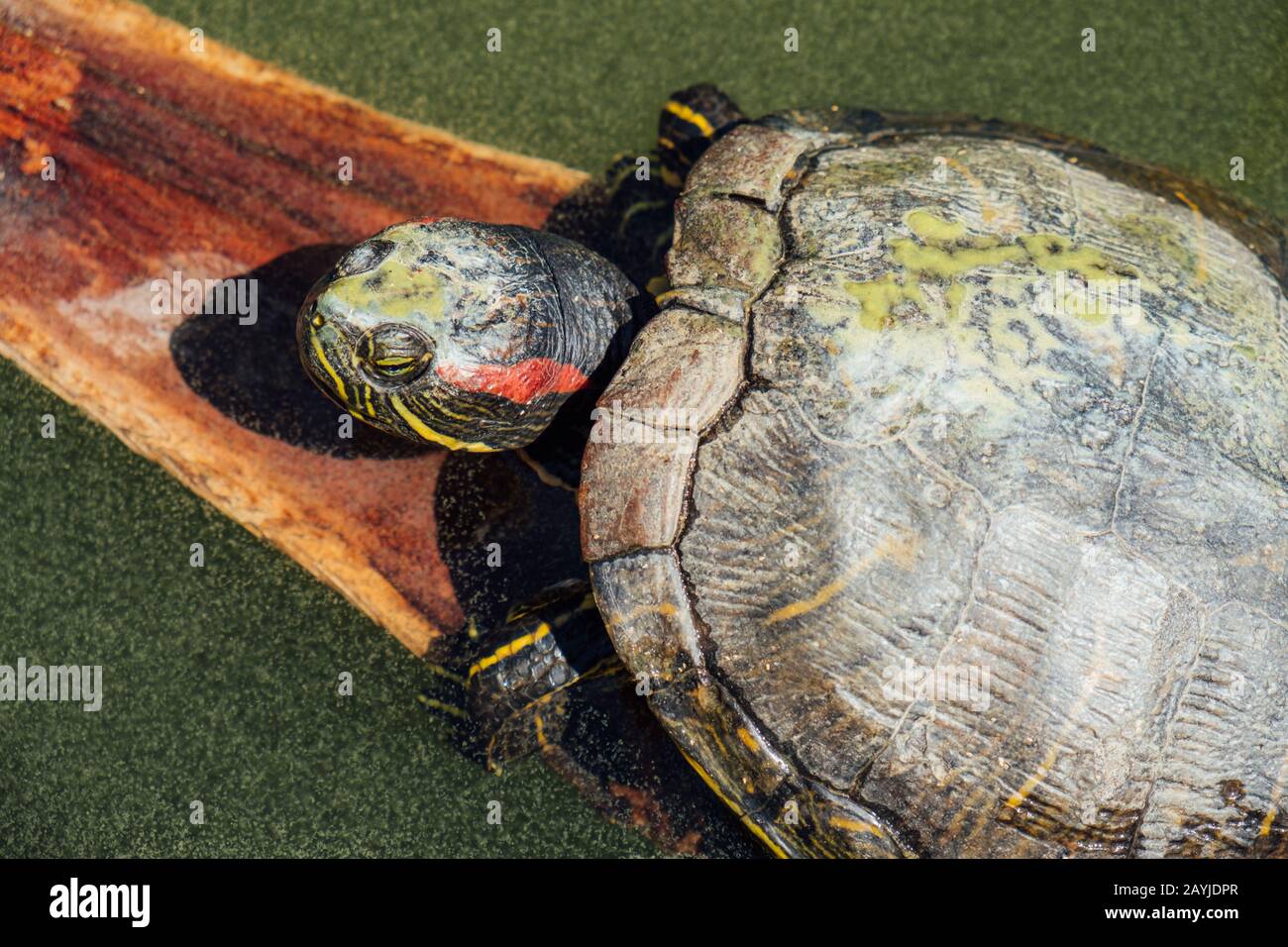 turtle on palm leaf Stock Photo - Alamy