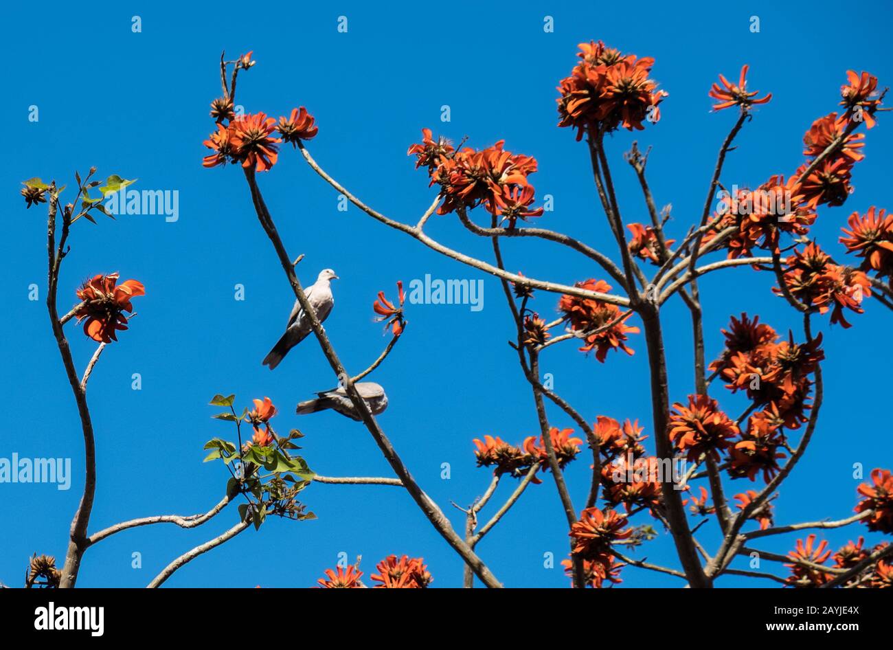 Good pigeon bird hi-res stock photography and images - Alamy