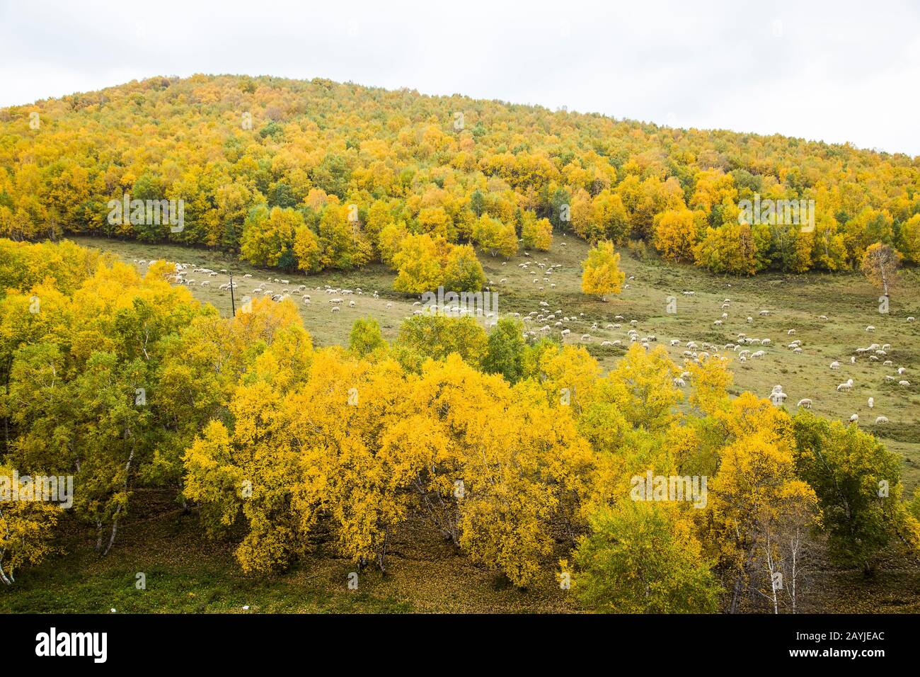 In autumn, trees on the hillside Stock Photo - Alamy