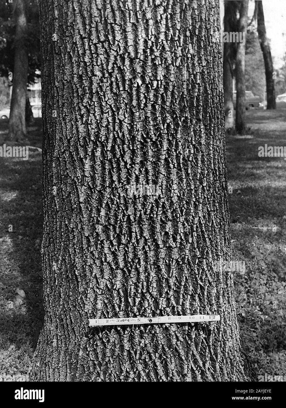 Profunda hi-res stock photography and images - Alamy