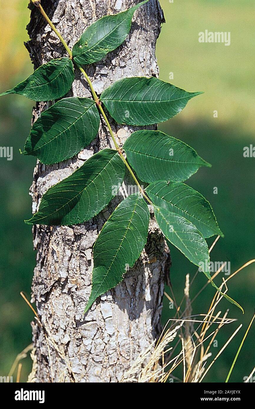 Fraxinus Nigra