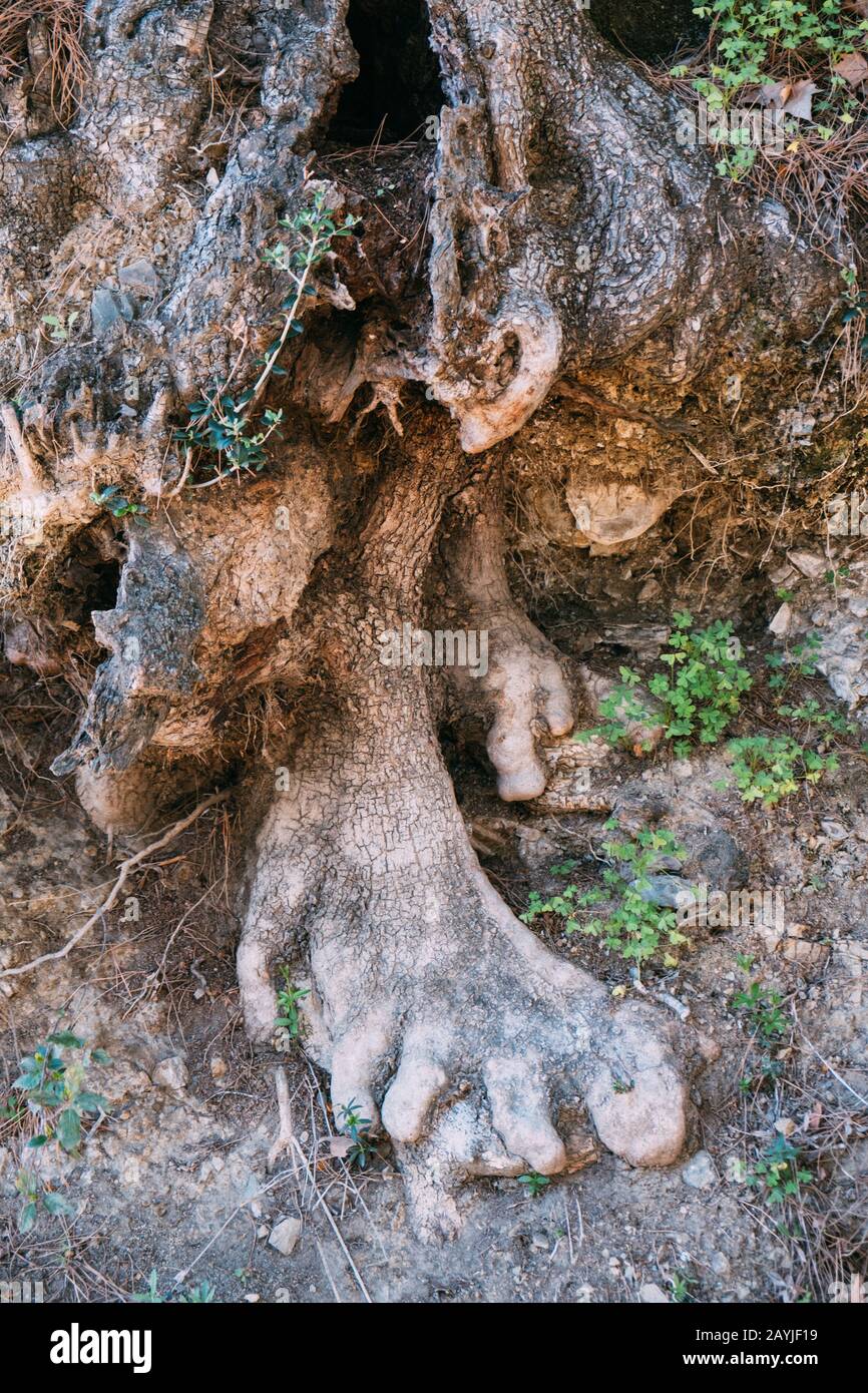 tree root looking like a foot Stock Photo - Alamy