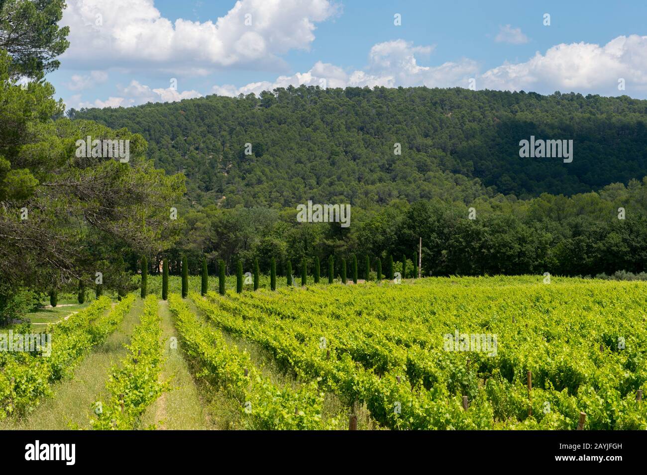 One of the vineyards of the Chateau la Coste near Aix-en-Provence in ...
