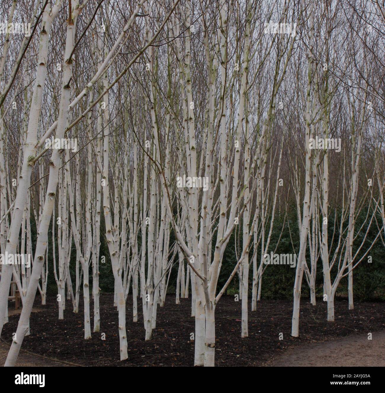 Anglesey Abbey, Silver Birch glade Stock Photo - Alamy