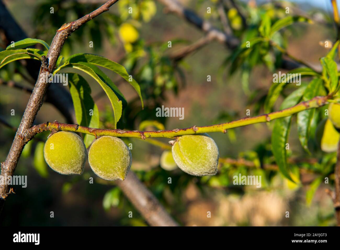 Peaches on the tree hi-res stock photography and images - Alamy