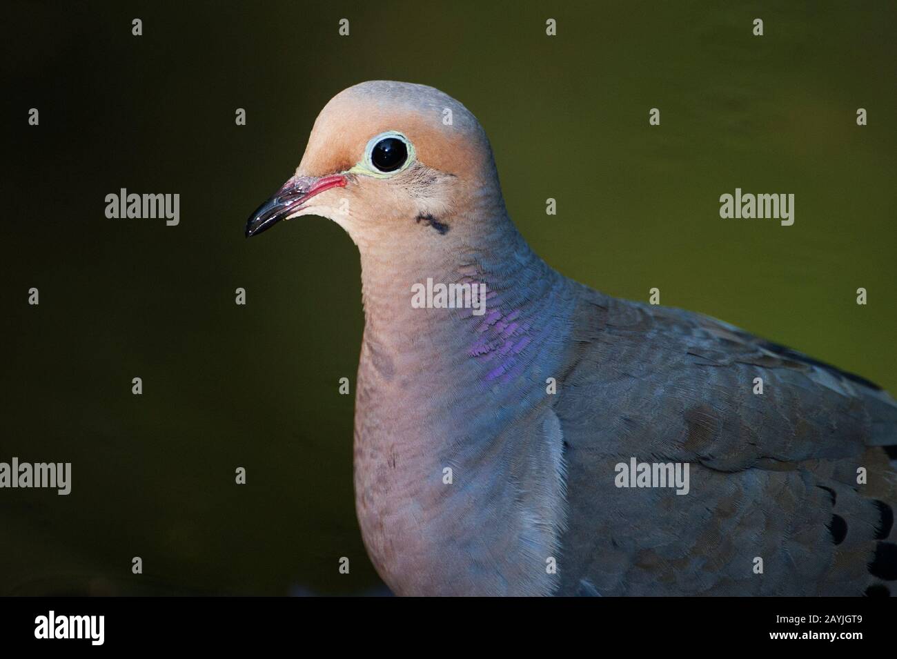 Mourning dove up close Stock Photo - Alamy