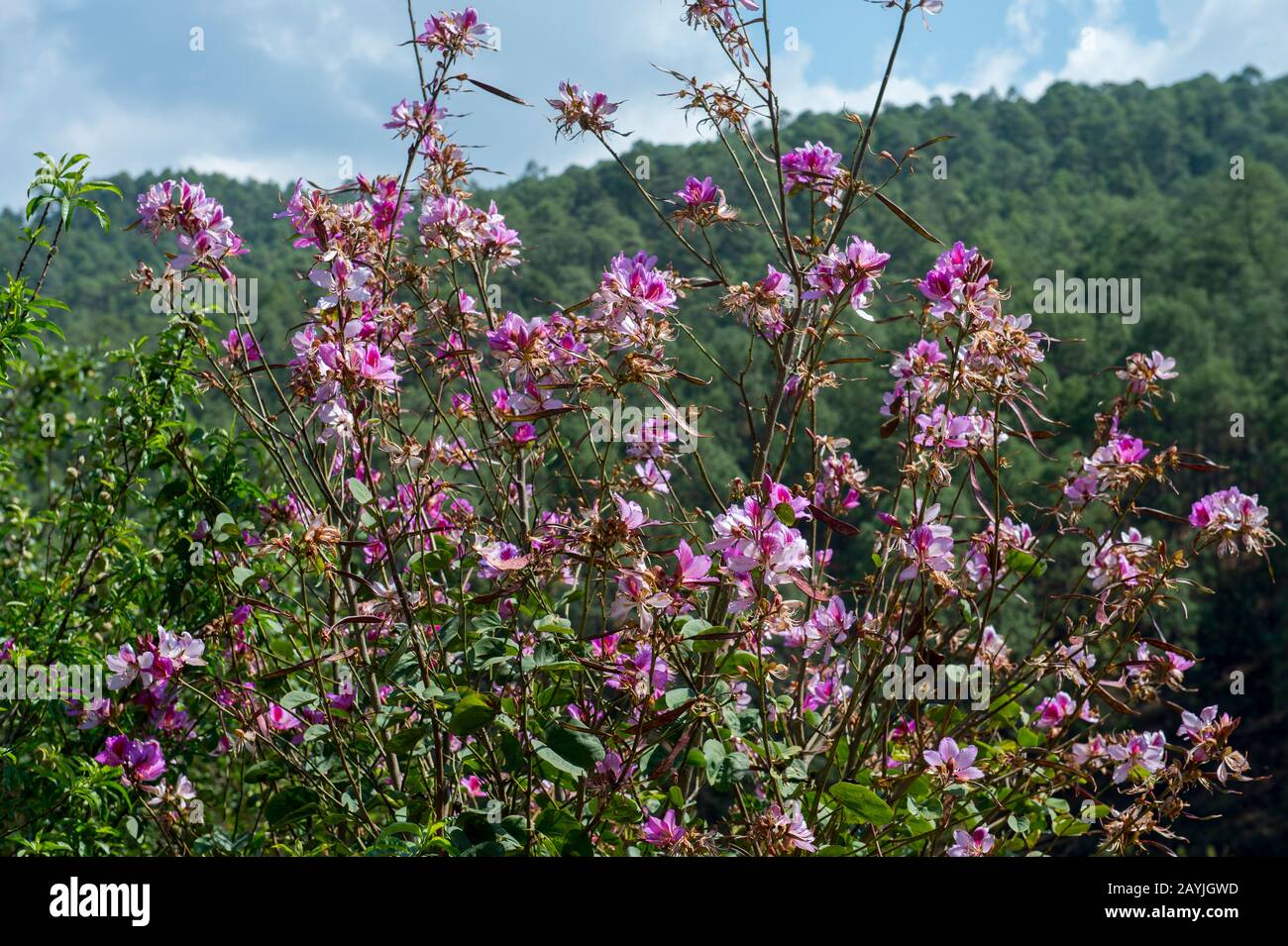 Mexican orchid hi-res stock photography and images - Alamy