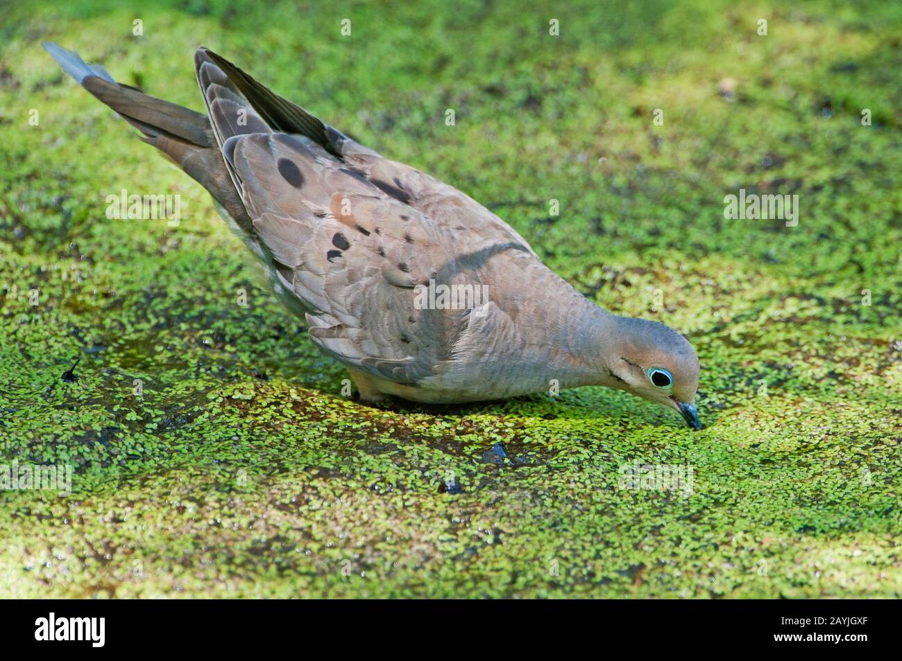 Drinking doves hi-res stock photography and images - Alamy
