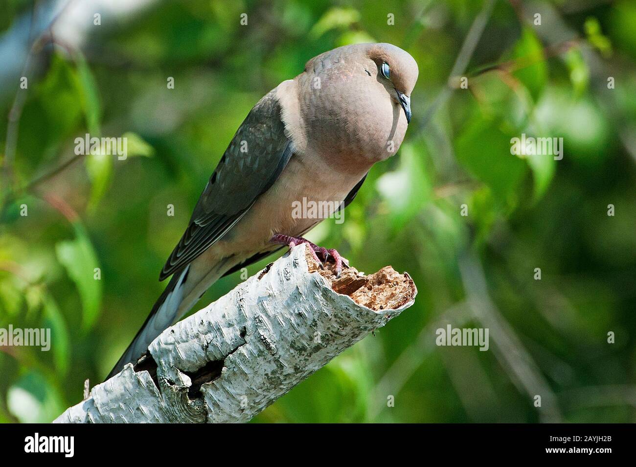 Mourning dove vocalizing Stock Photo - Alamy