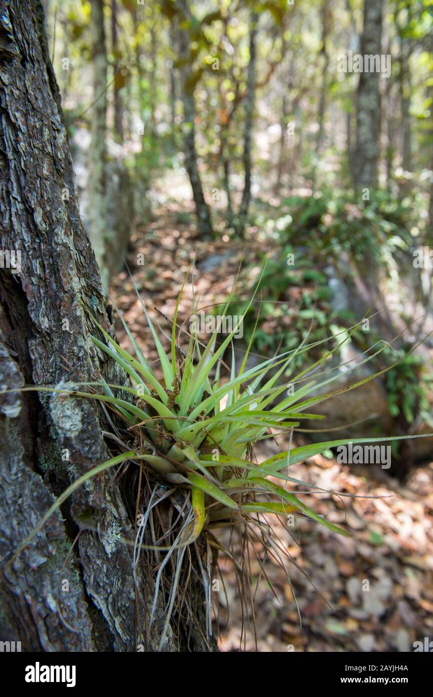 Mexico growing hi-res stock photography and images - Alamy