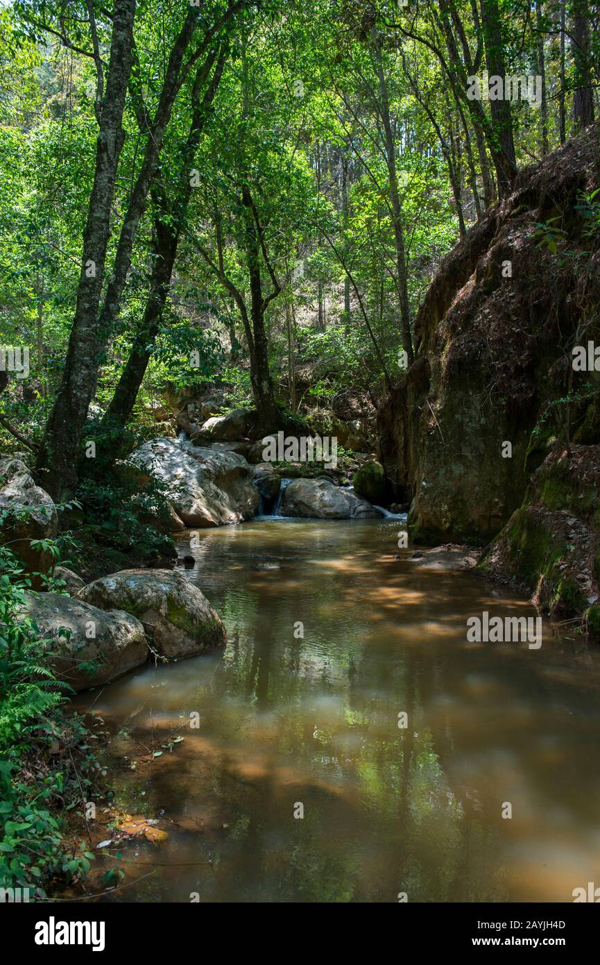 Forest landscape with a creek near the waterfalls in the hills above ...