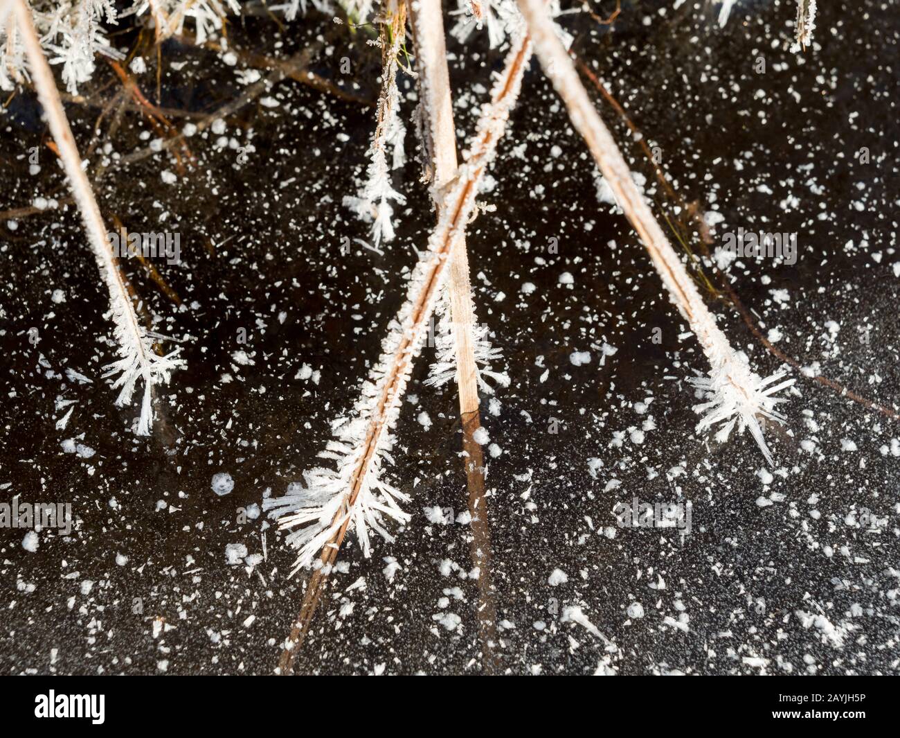 Ice crystals on frozen reed stems on ice cover of frozen lake Stock ...