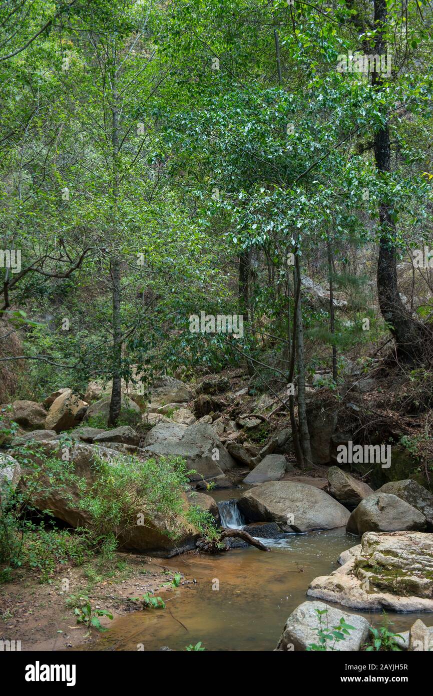 Forest landscape with a creek near the waterfalls in the hills above ...