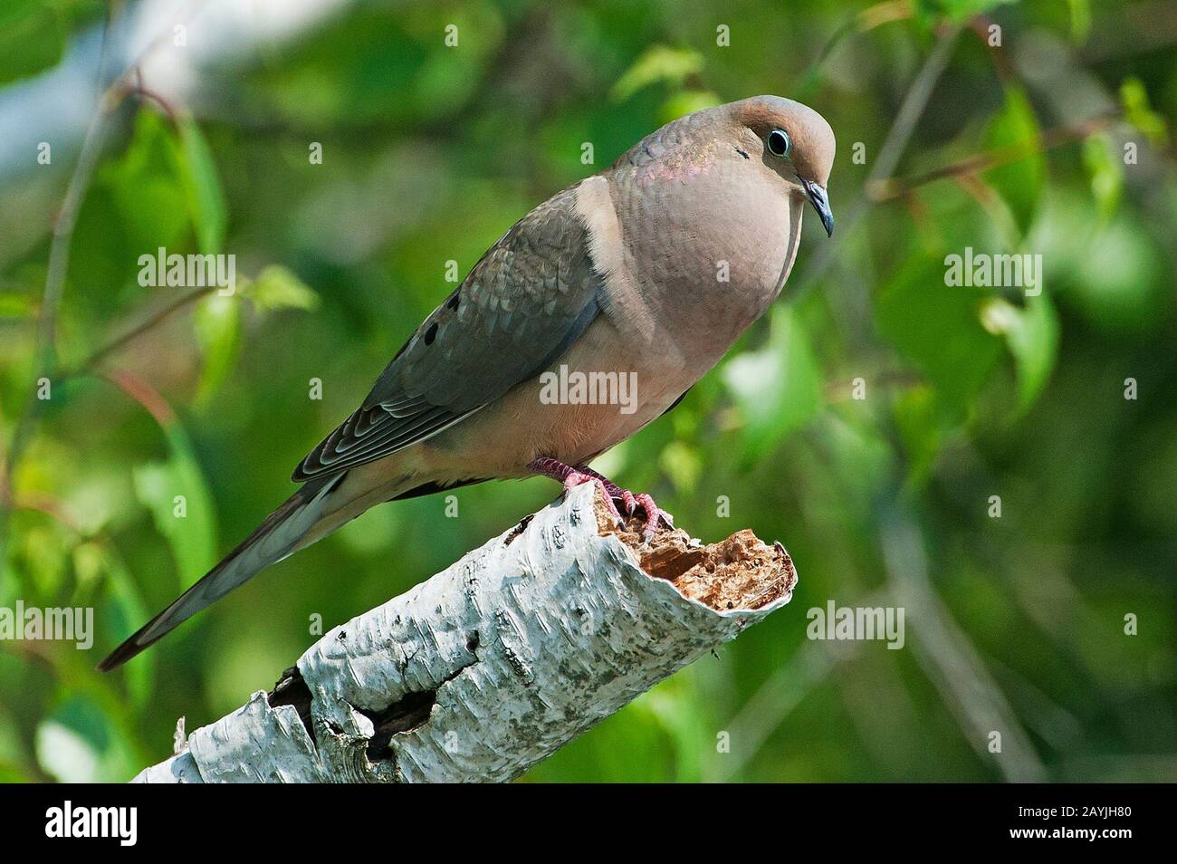 Mourning dove vocalizing Stock Photo - Alamy