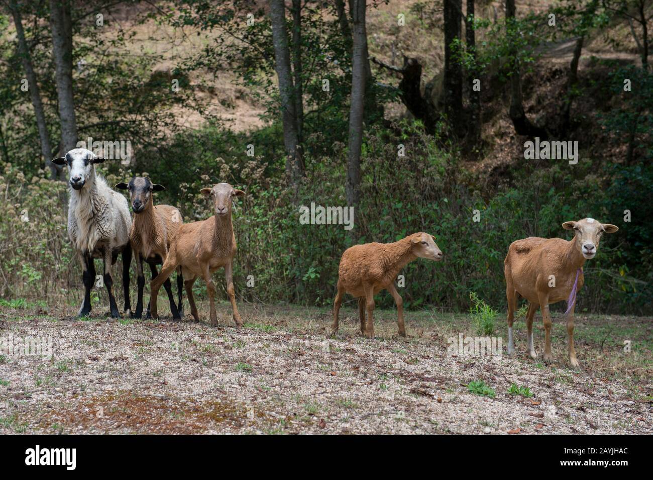 Mexican sheep hi-res stock photography and images - Alamy