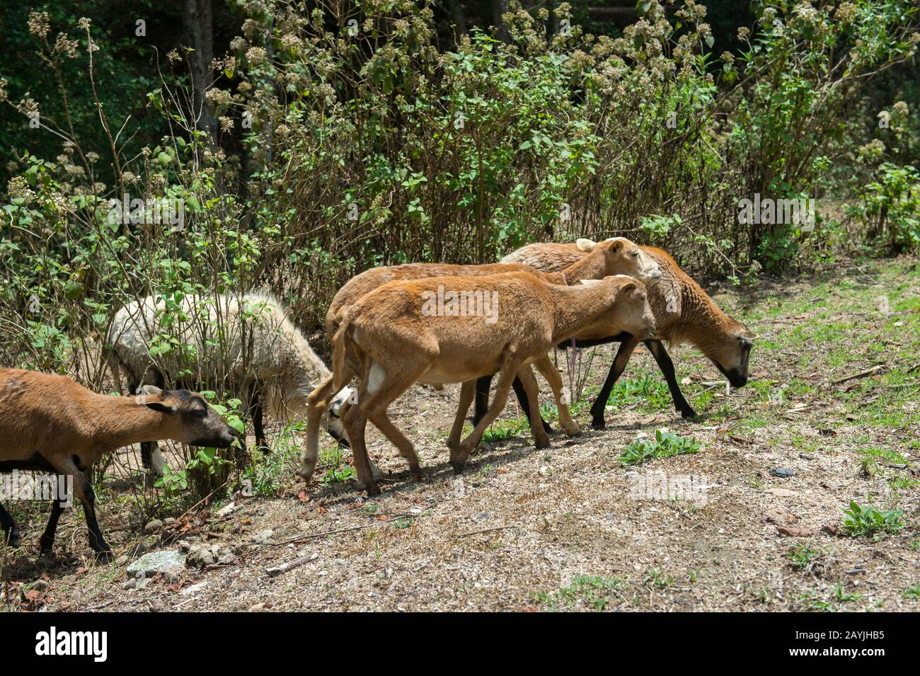 Mexican sheep hi-res stock photography and images - Alamy