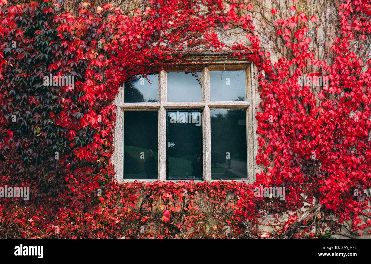 Red leaves on a stone wall around window Stock Photo - Alamy