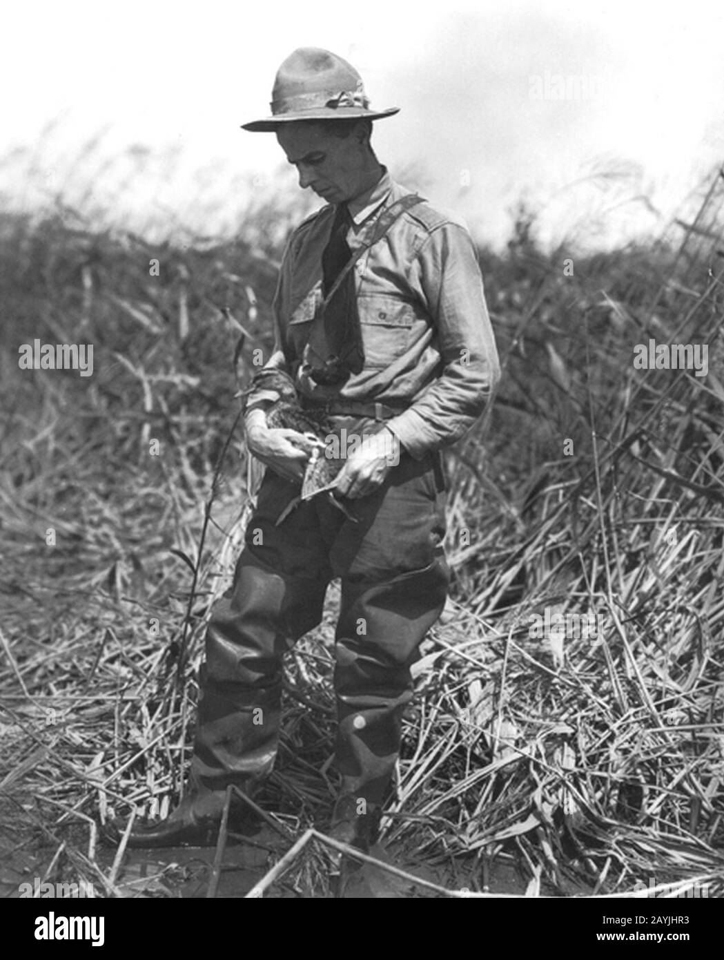 Banding of a Black and White Stock Photos & Images - Alamy