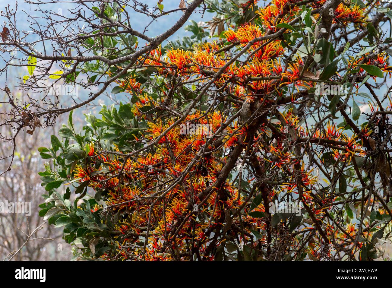 Parasitic plants hi-res stock photography and images - Alamy