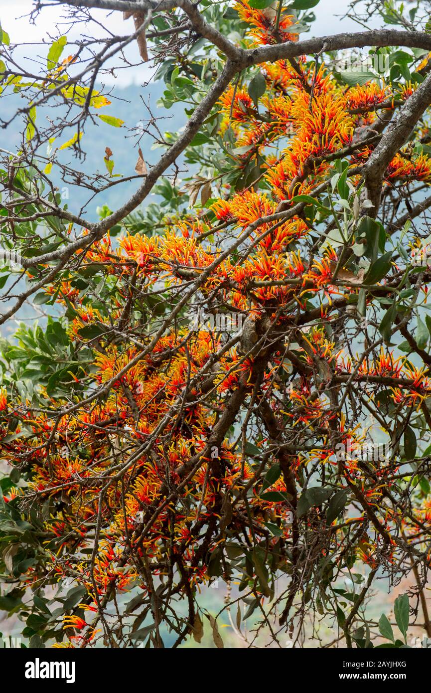 Parasitic plants hi-res stock photography and images - Alamy