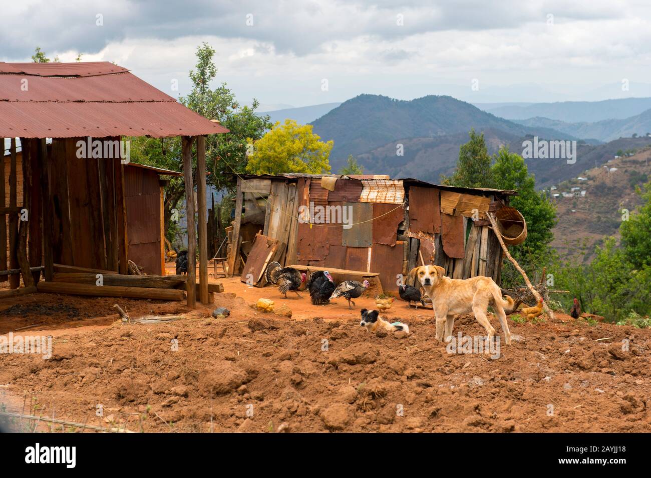 A farm with dogs and turkeys near the Mixtec village of San Juan ...