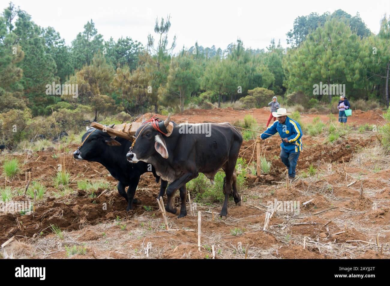 A farmer is plowing his field with oxen near the Mixtec village of San ...