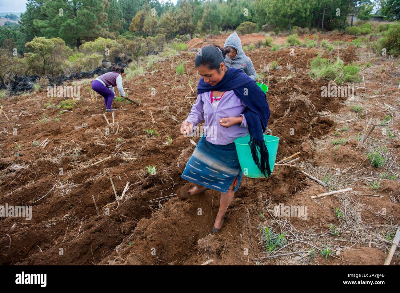 Farmers sowing corn after plowing the field near the Mixtec village of ...