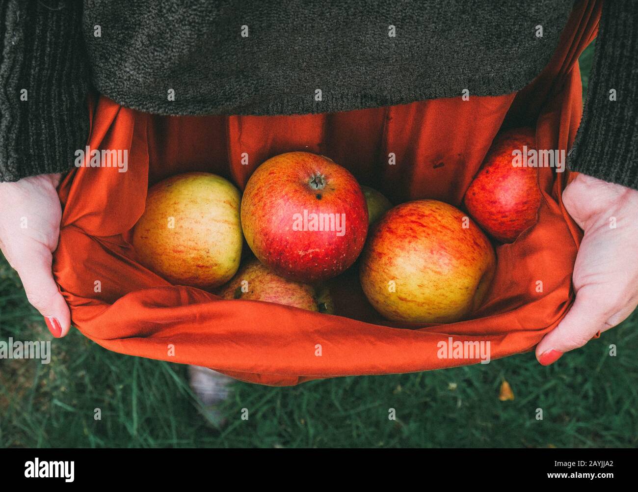 Pick your own apples hi-res stock photography and images - Alamy