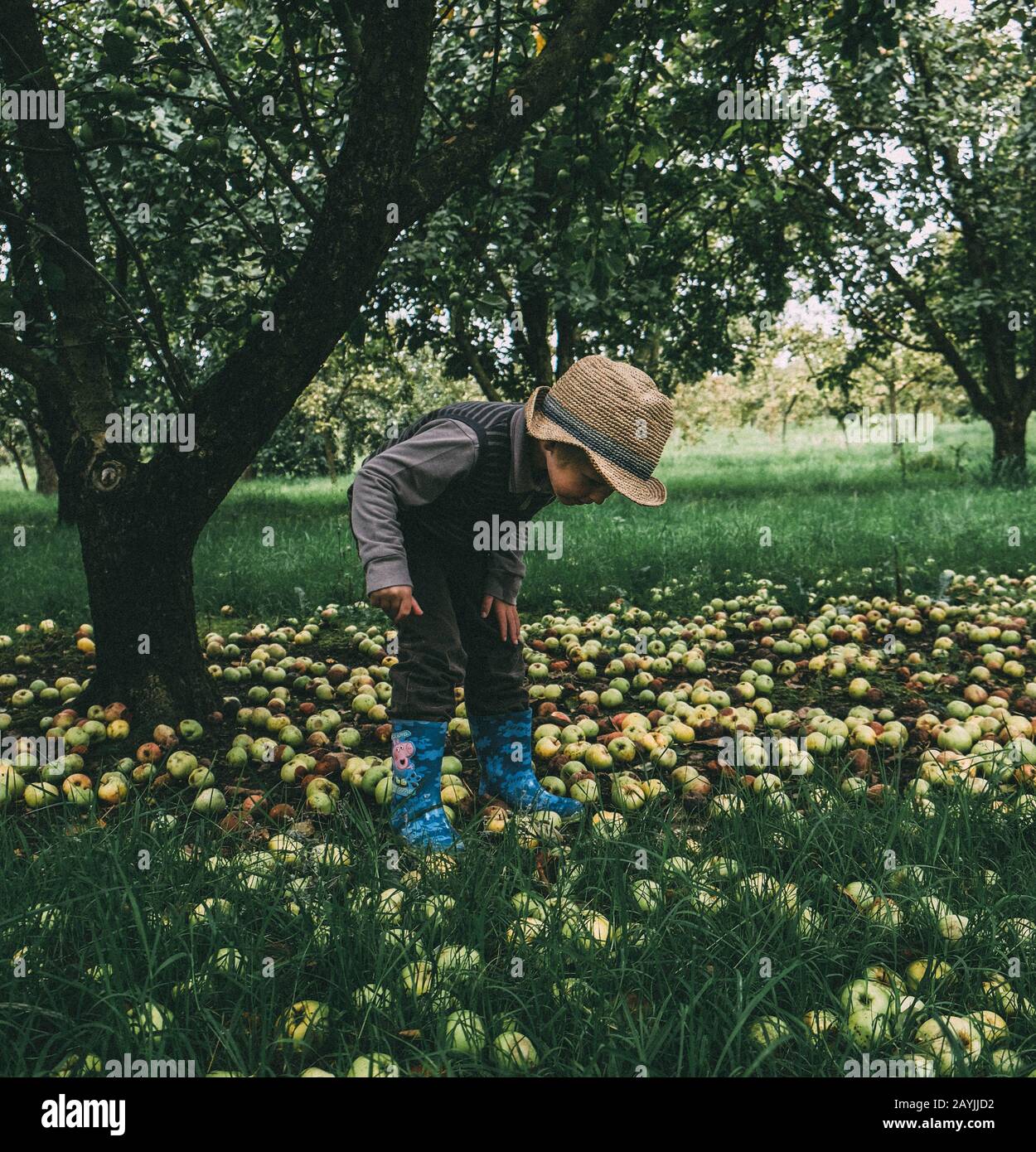 Somerset apples hi-res stock photography and images - Alamy
