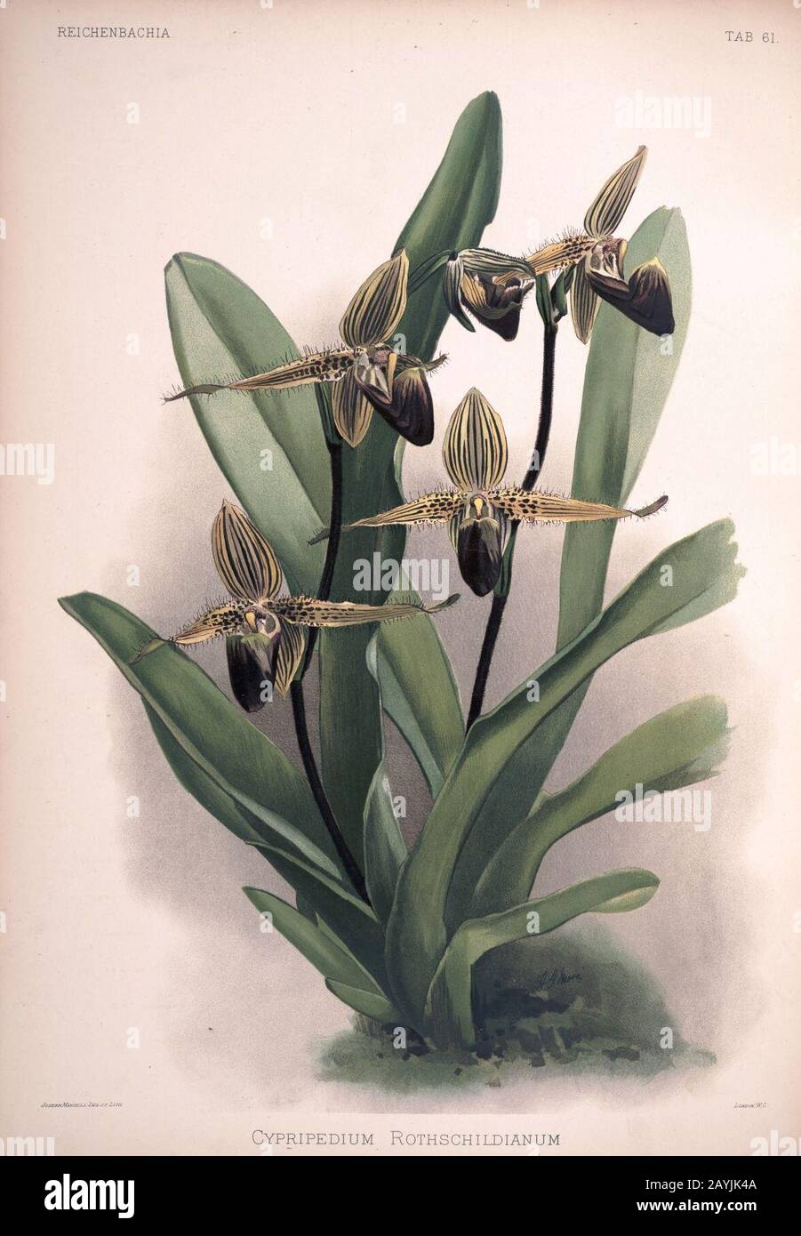 Frederick Sander - Reichenbachia II plate 61 (1890) - Cypripedium ...