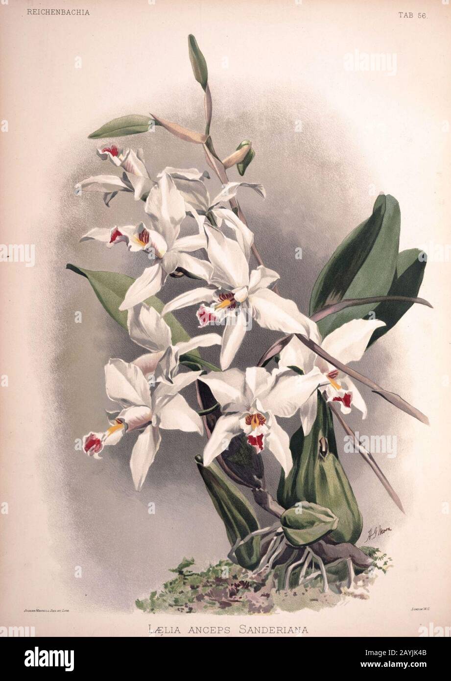 Frederick Sander - Reichenbachia II plate 56 (1890) - Laelia anceps ...