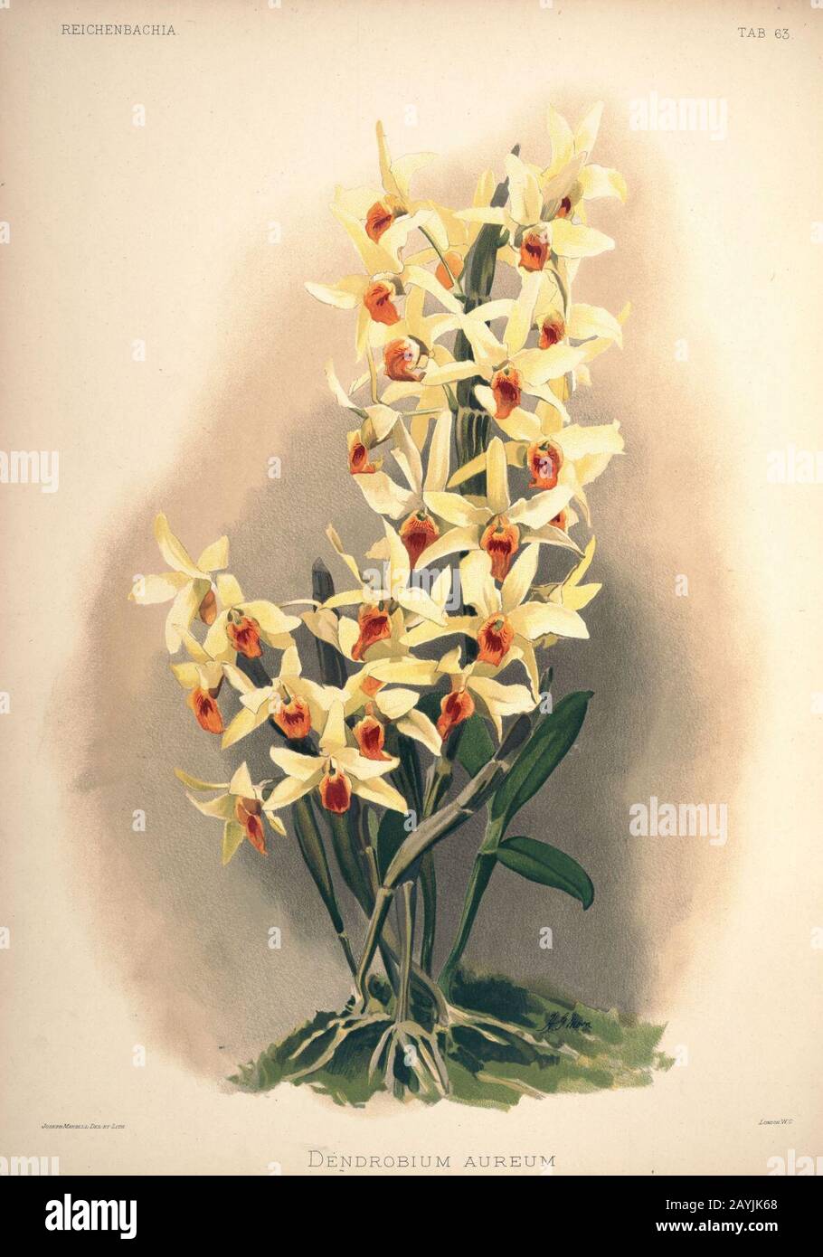 Frederick Sander - Reichenbachia II plate 63 (1890) - Dendrobium aureum ...