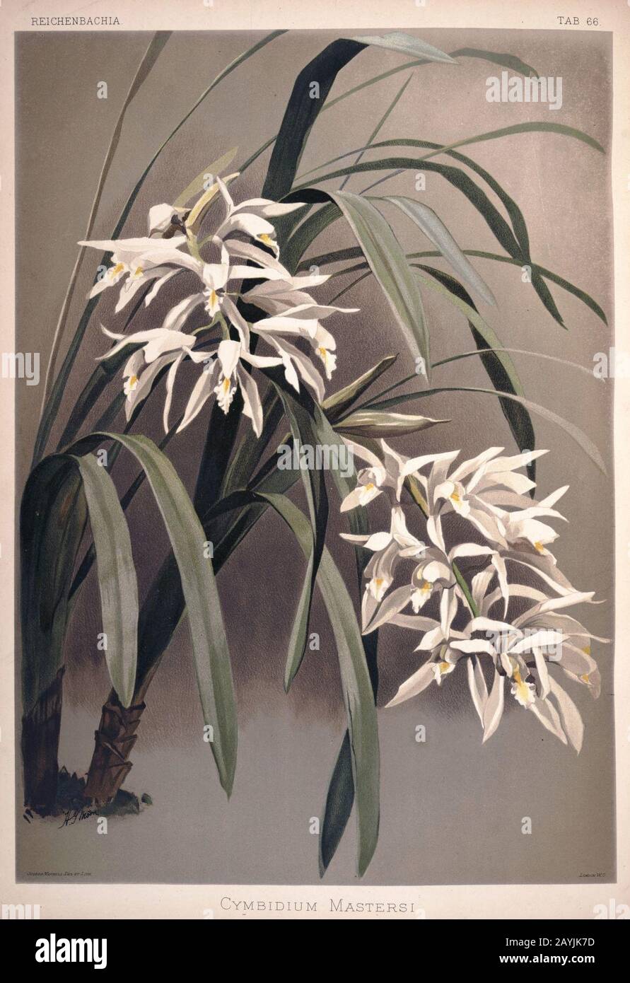 Frederick sander hi-res stock photography and images - Alamy