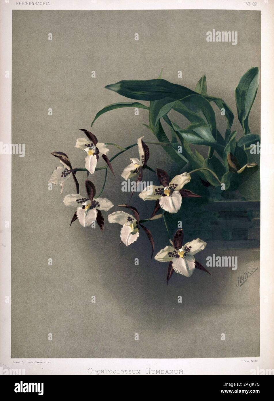 Odontoglossum humeanum hi-res stock photography and images - Alamy