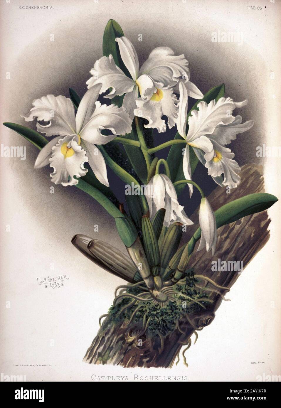 Frederick sander hi-res stock photography and images - Alamy