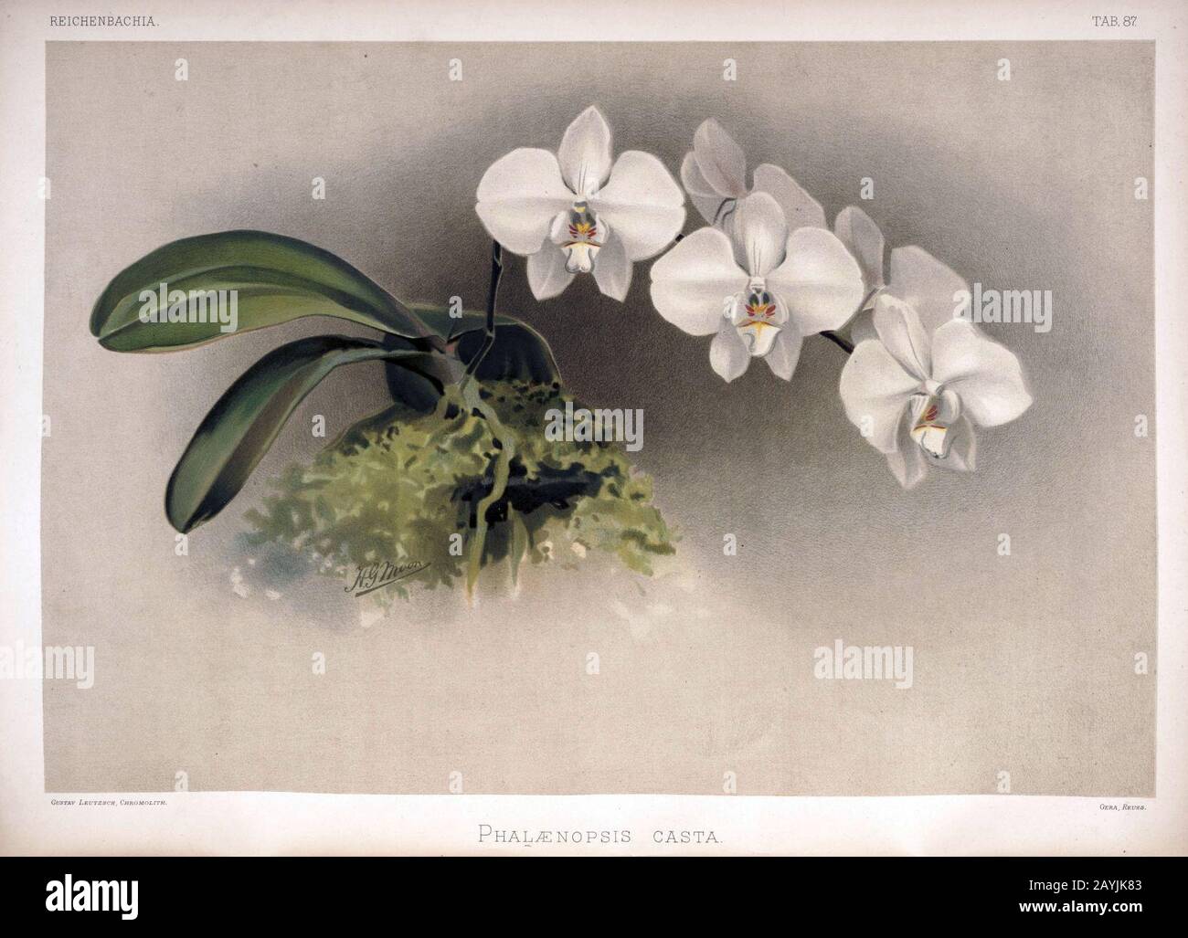 Frederick Sander - Reichenbachia II plate 87 (1890) - Phalaenopsis ...