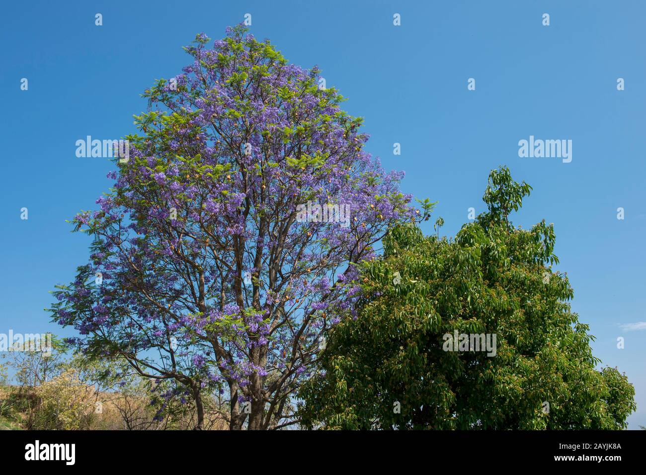 Jacaranda tree hi-res stock photography and images - Alamy