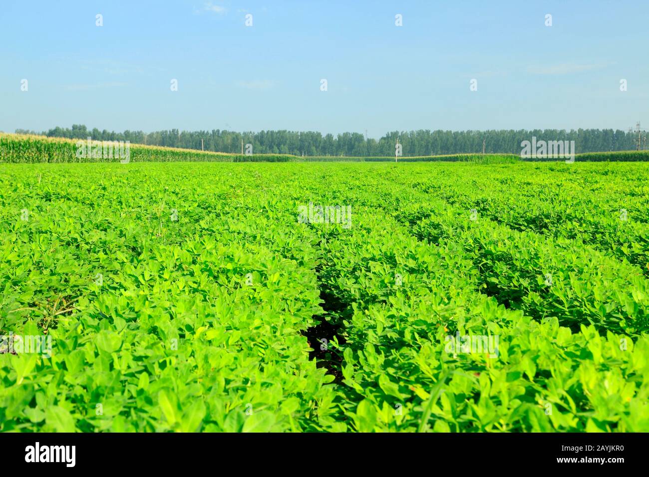 The fields of peanuts Stock Photo - Alamy