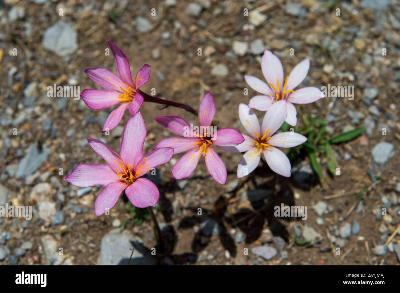 Crocus flowers at hierve el agua near oaxaca hi-res stock photography ...