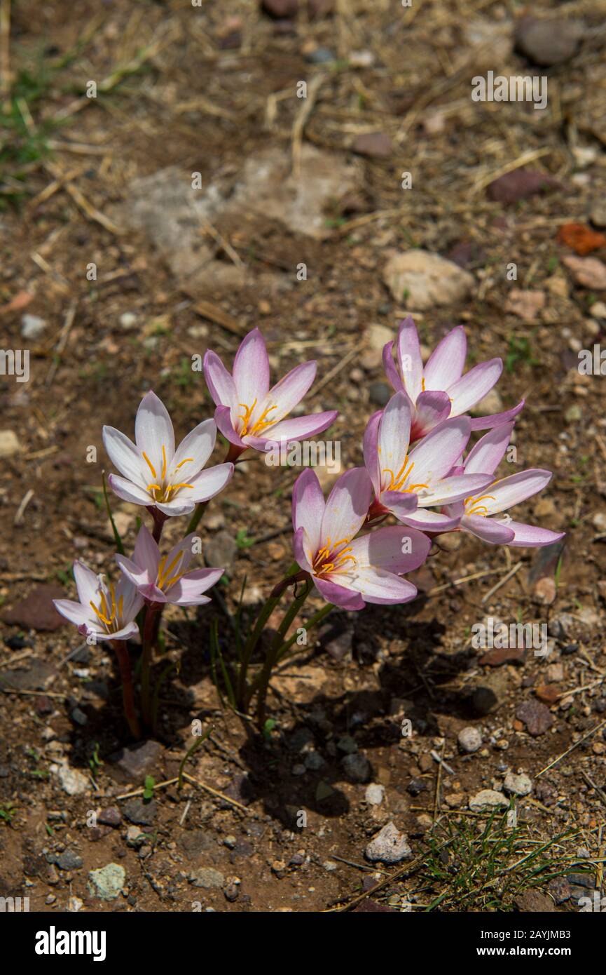 Crocus flowers at hierve el agua near oaxaca hi-res stock photography ...