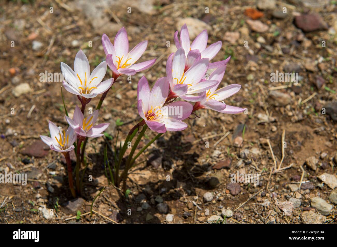 Crocus flowers at hierve el agua near oaxaca hi-res stock photography ...
