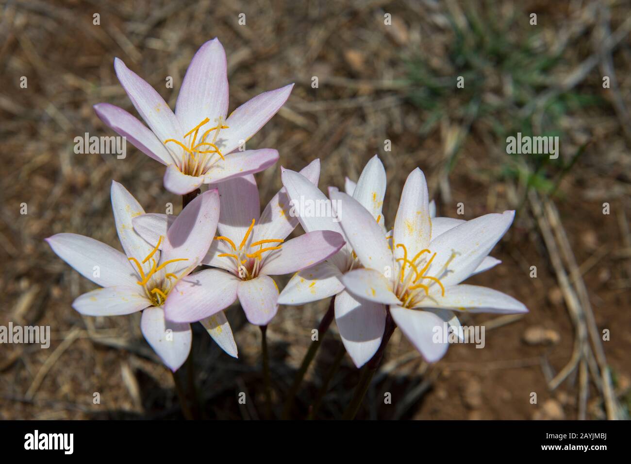 Crocus flowers at hierve el agua near oaxaca hi-res stock photography ...