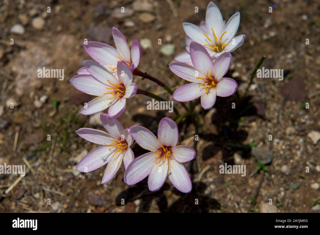 Crocus flowers at hierve el agua near oaxaca hi-res stock photography ...