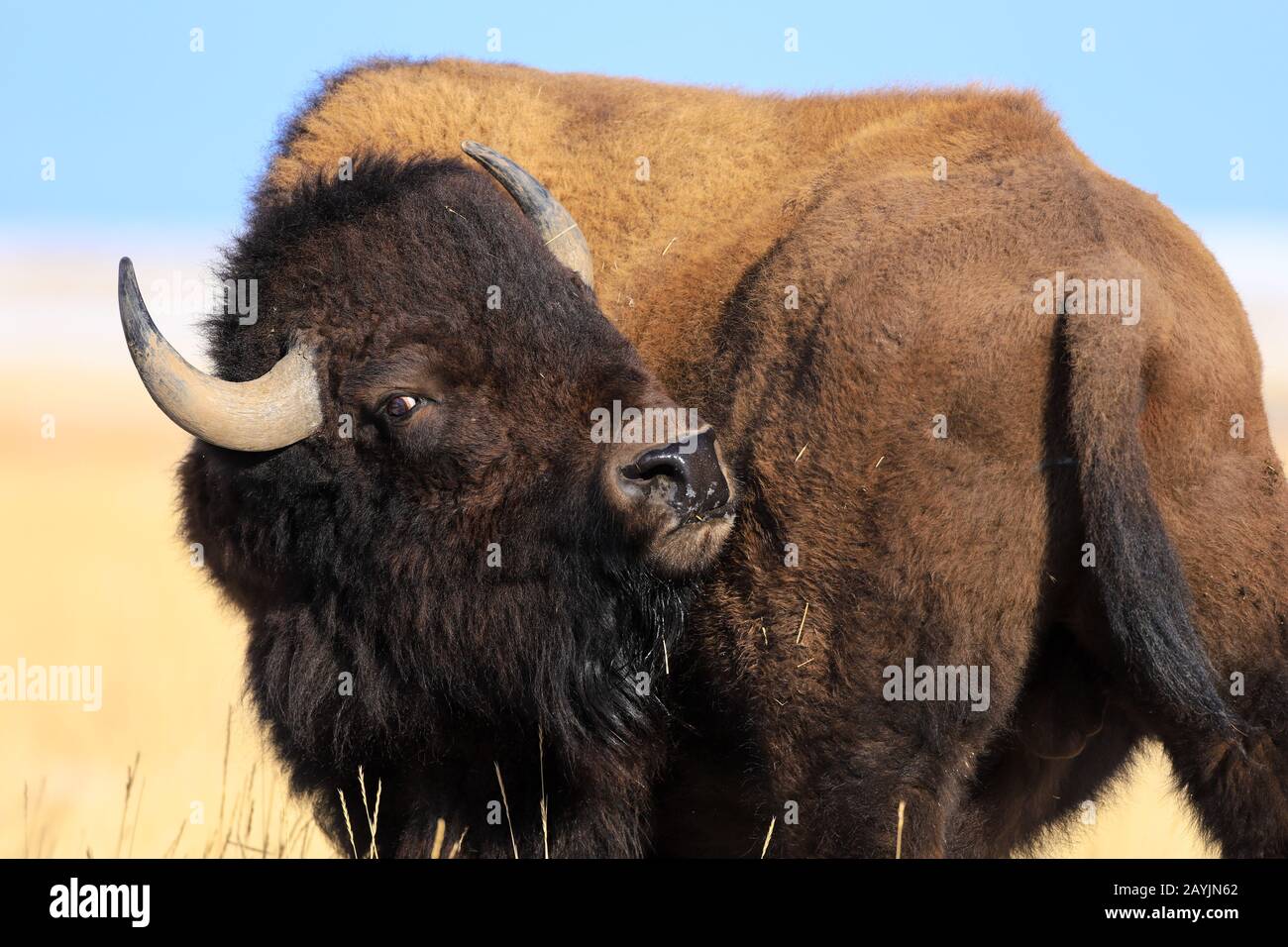 American Bison closeup portrait on the Great Plains in Colorado Stock ...