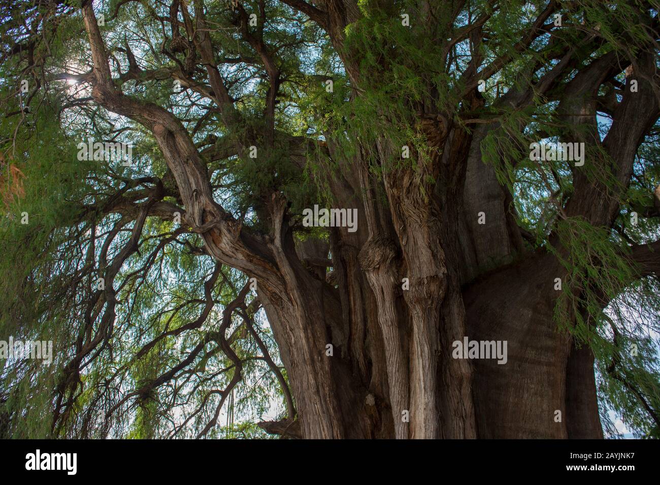 Mexican cypress tree hi-res stock photography and images - Alamy