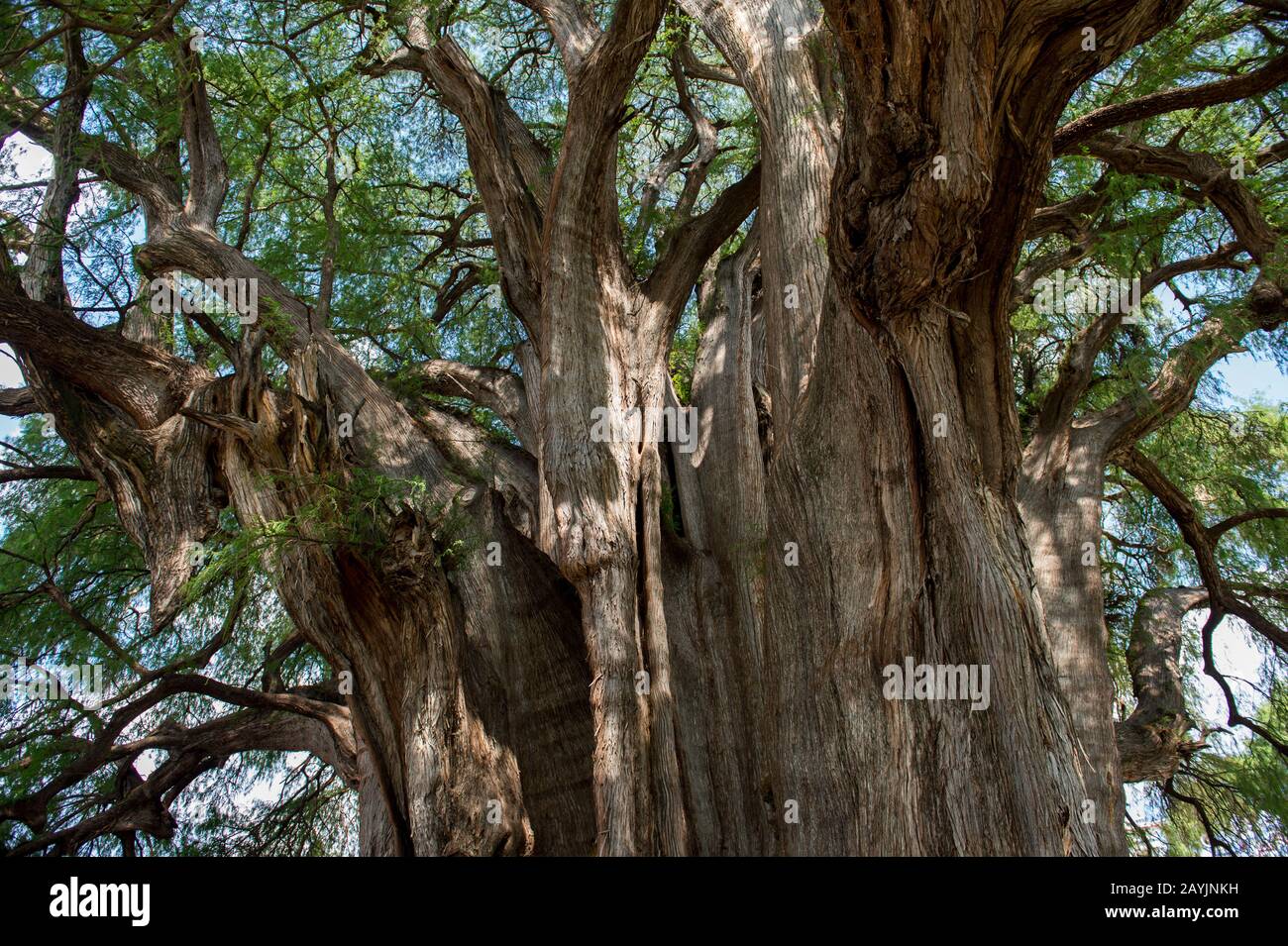 El Arbol del Tule (Tule Tree, Montezuma cypress) is a tree located in ...