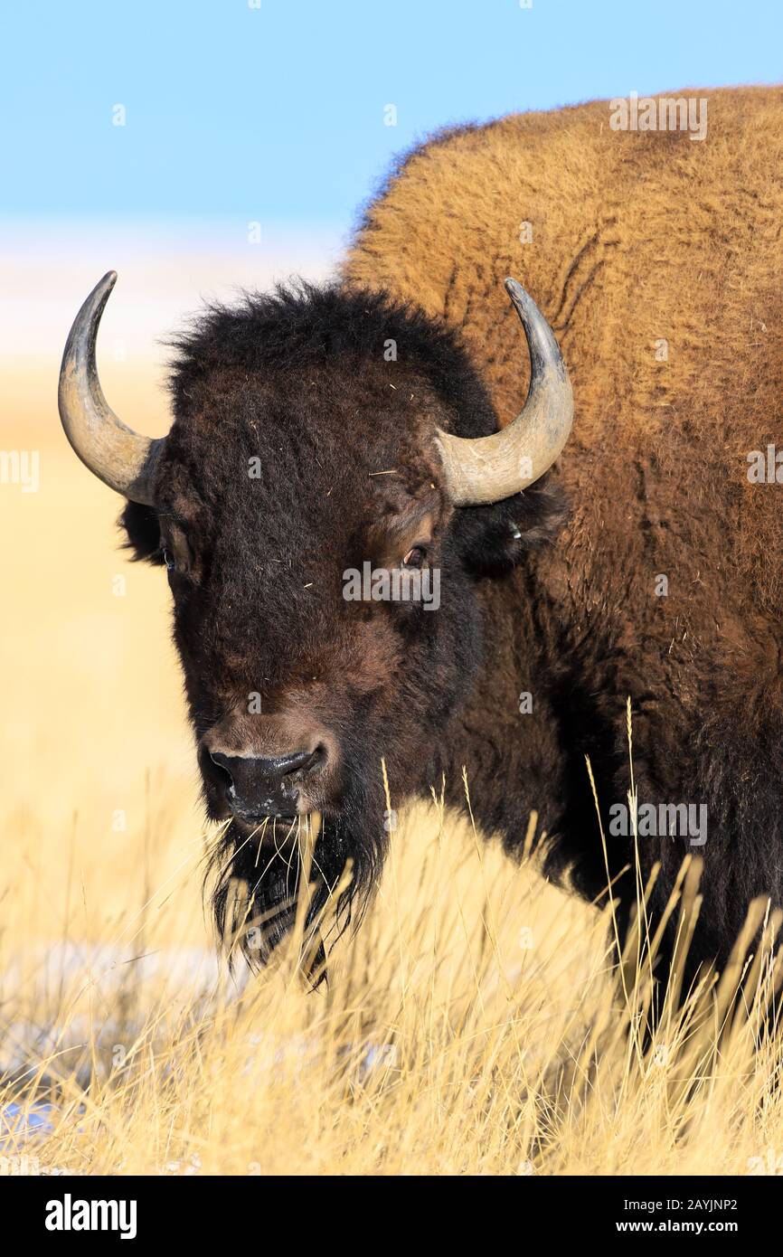 American Bison Closeup High Resolution Stock Photography and Images - Alamy
