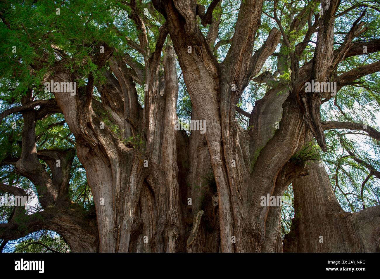 The Tule Tree High Resolution Stock Photography and Images - Alamy