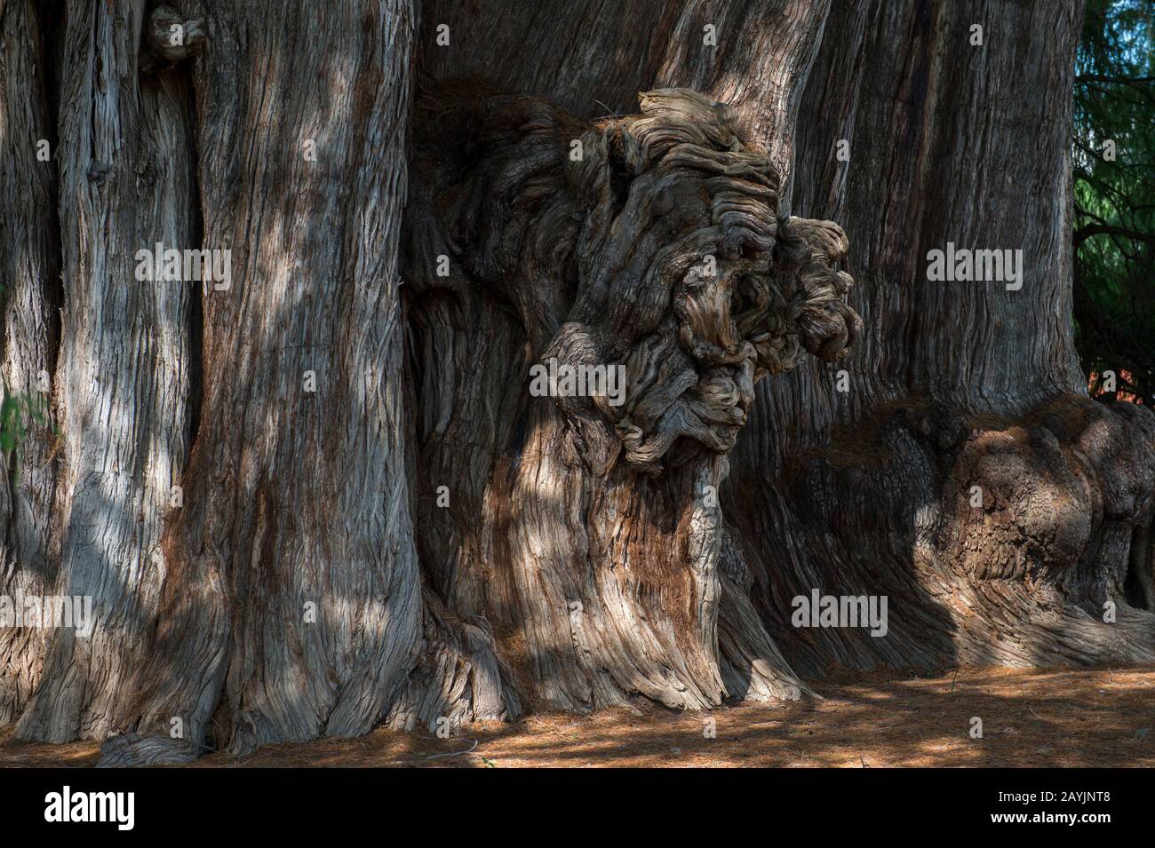 árbol burl hi-res stock photography and images - Alamy